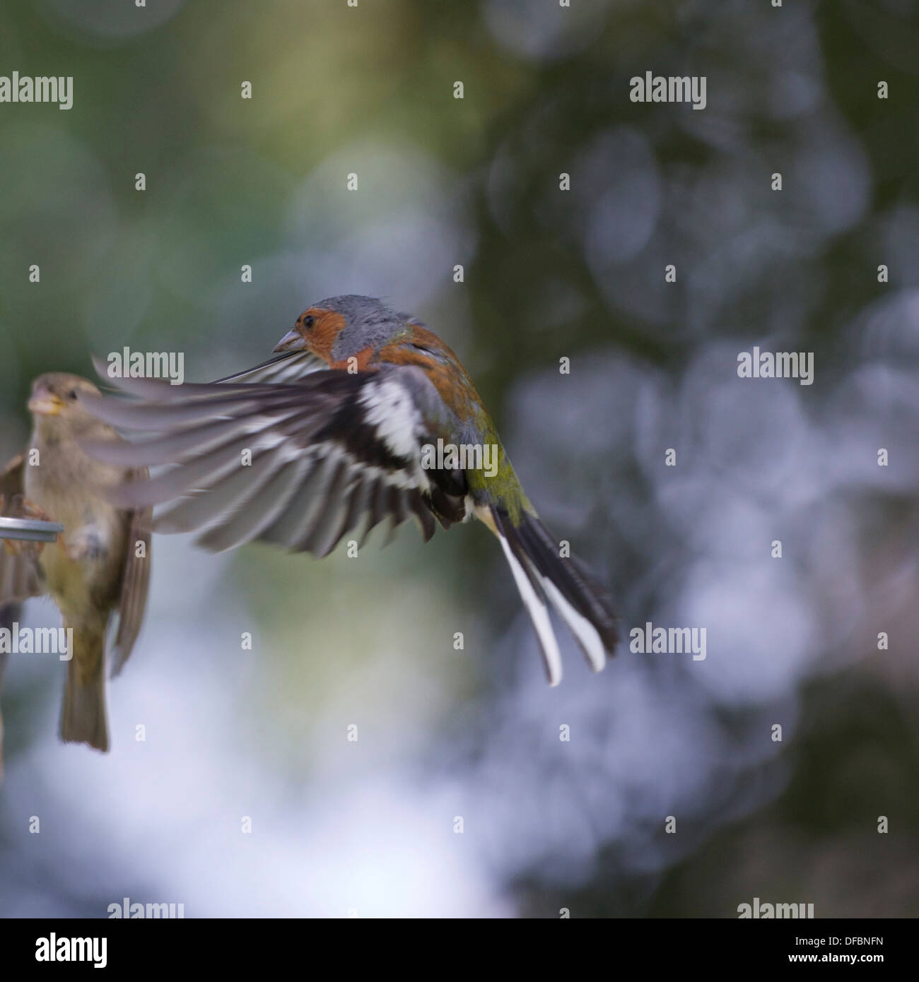 Welsh Garden Birds in flight: Male chaffinch approaces a feeder Stock ...