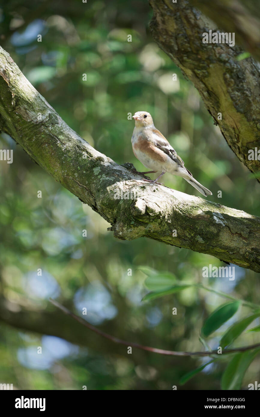 Welsh garden birds: Chaffinch perched on tree branch in dappled shade ...