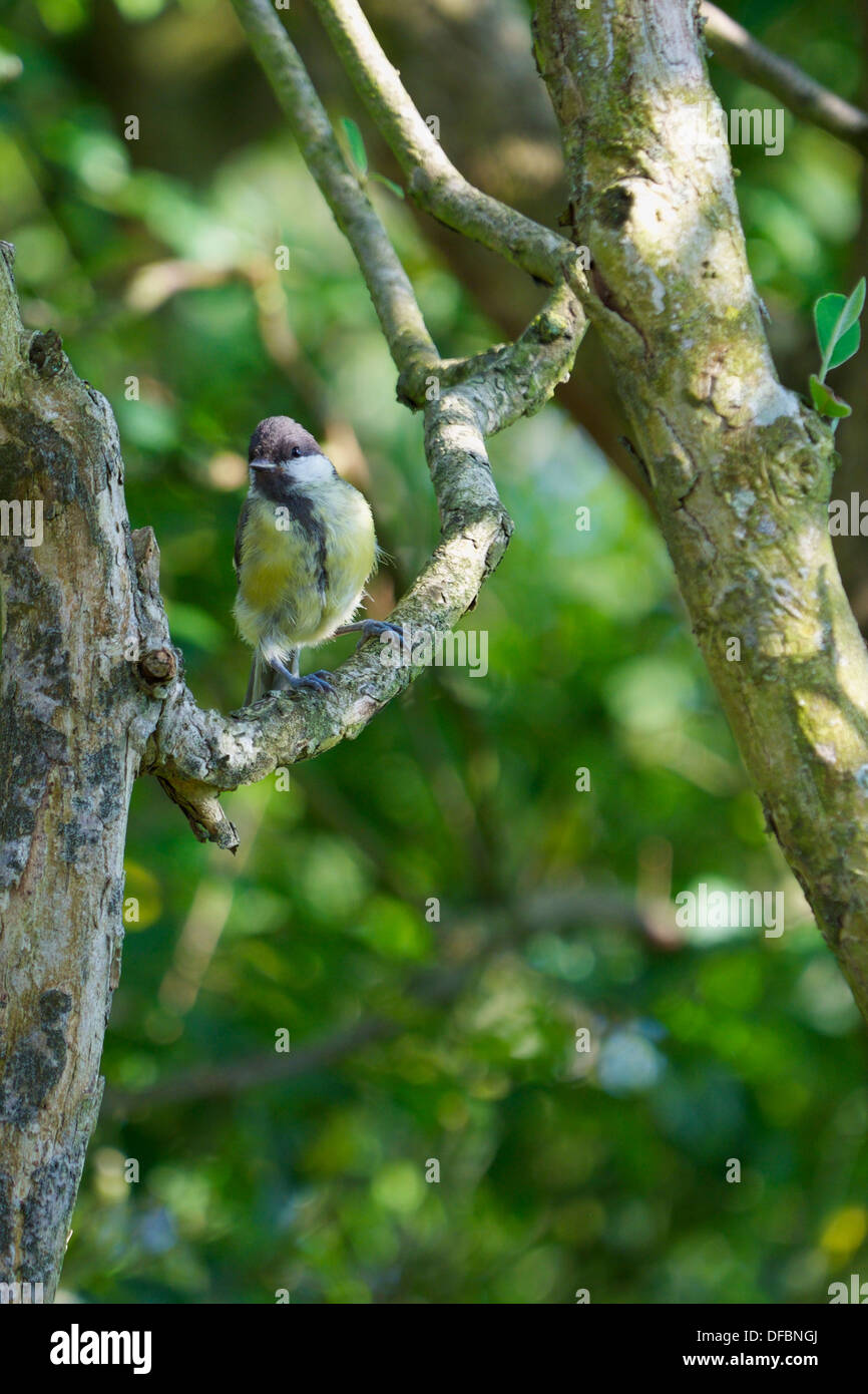 Welsh garden birds Stock Photo - Alamy