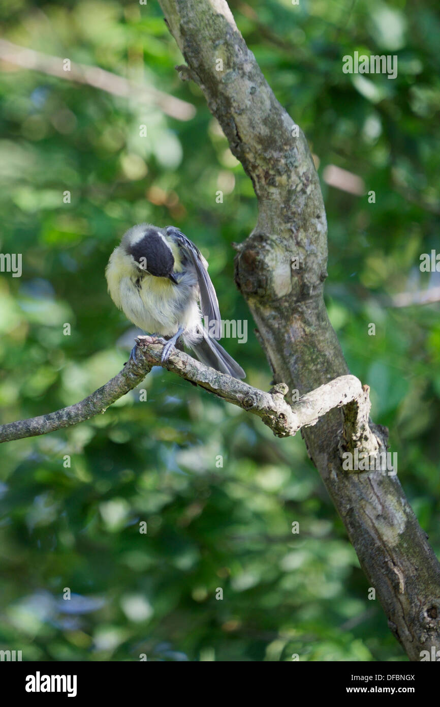 Welsh garden birds Stock Photo - Alamy