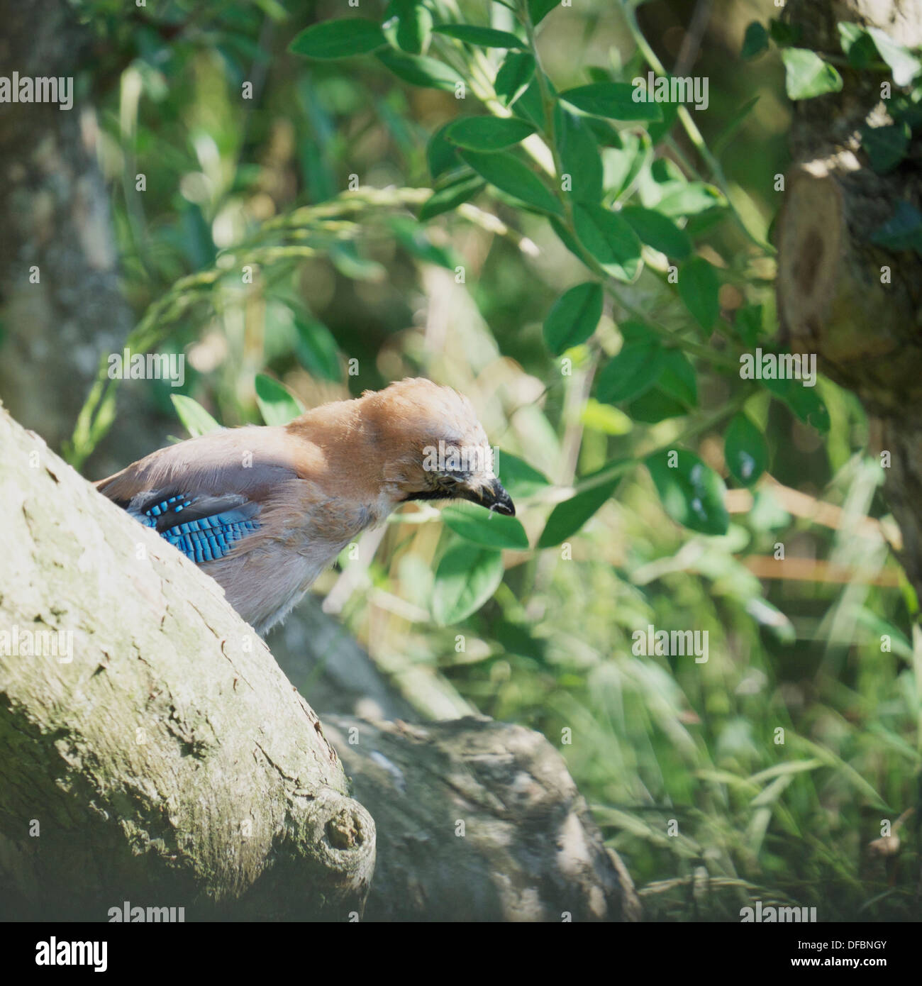 Garruus hi-res stock photography and images - Alamy