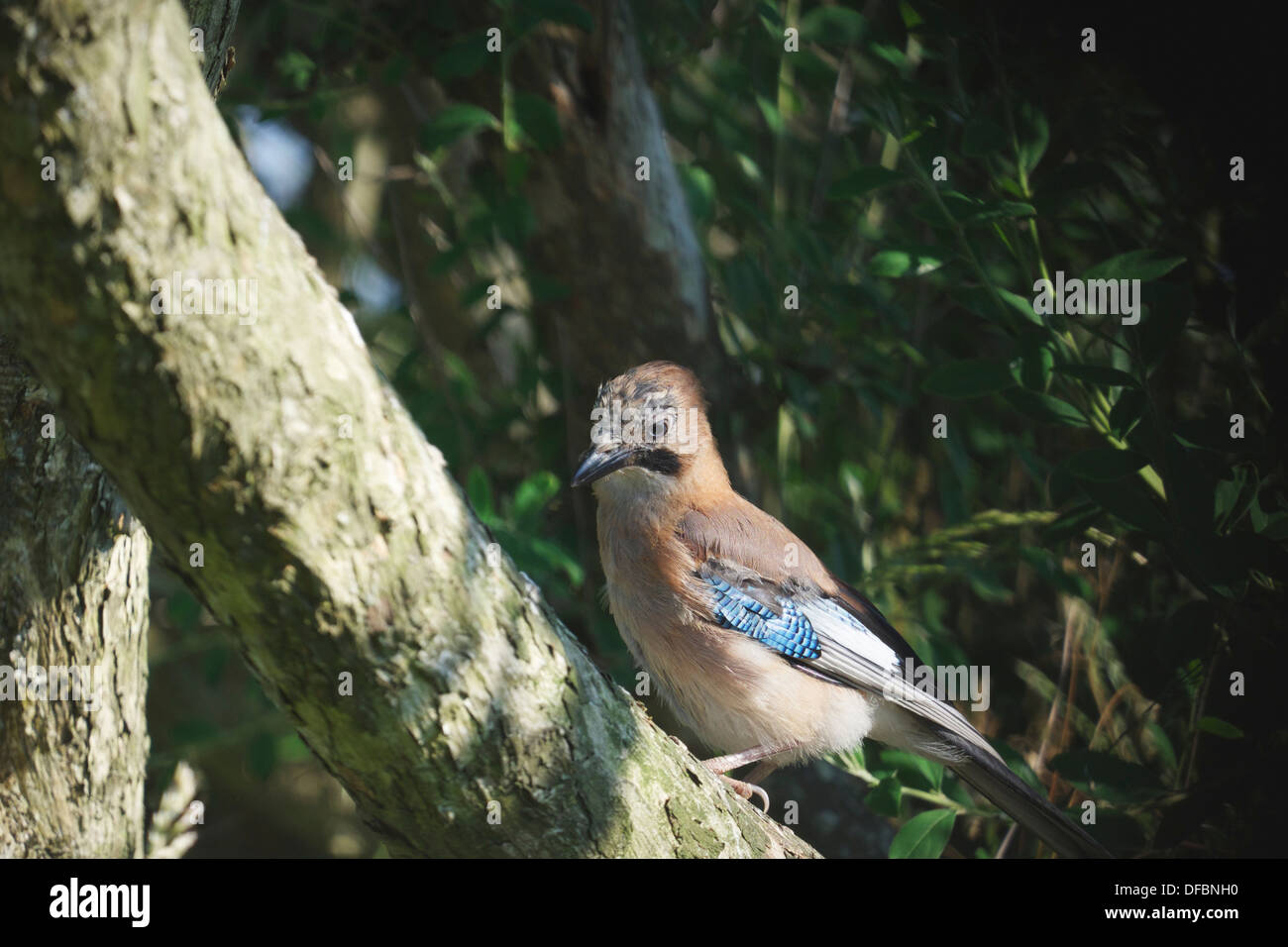 Welsh garden birds: Watching jay on branch Stock Photo - Alamy