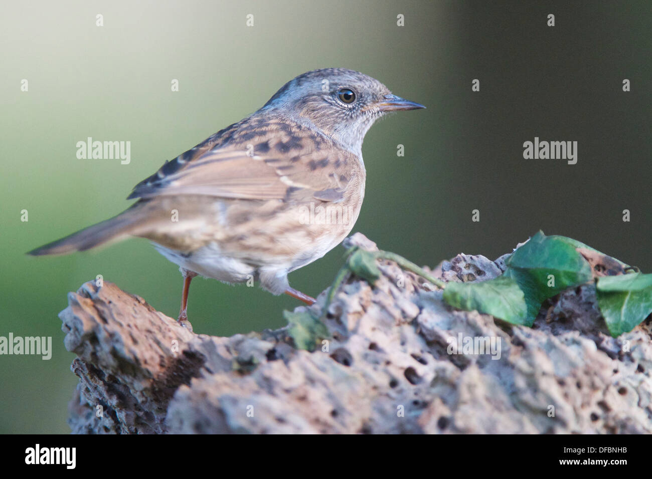 Welsh garden birds: Perched dunnock Stock Photo - Alamy
