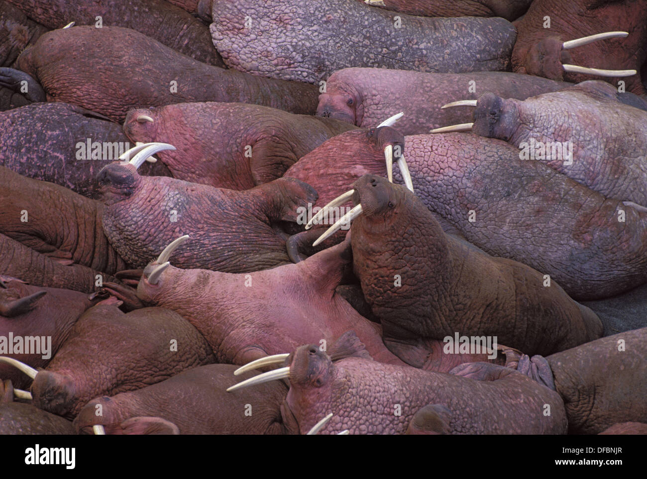 Alaska walrus beach hi-res stock photography and images - Alamy