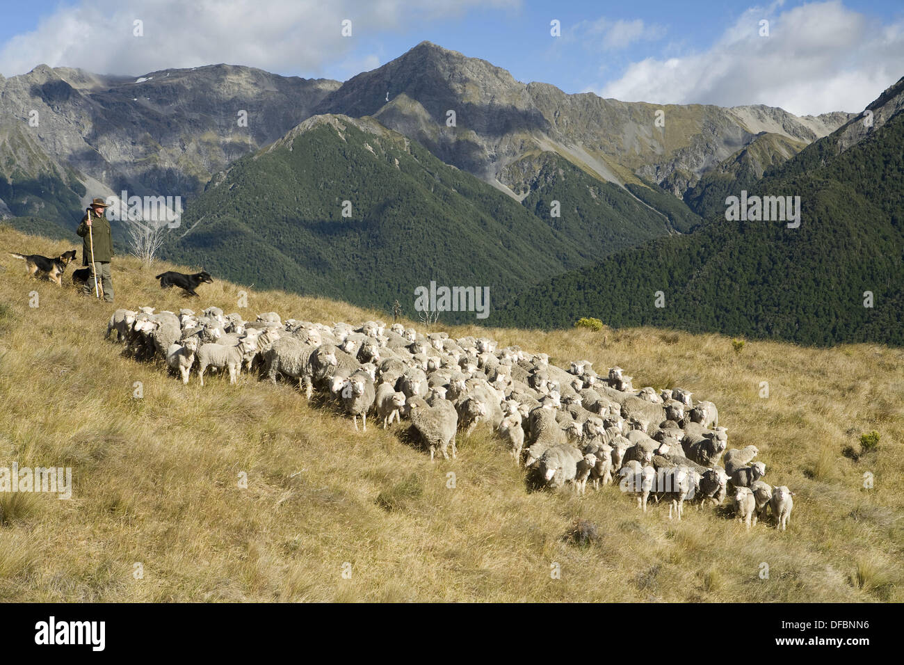 Sheep Dogs High Resolution Stock Photography and Images - Alamy