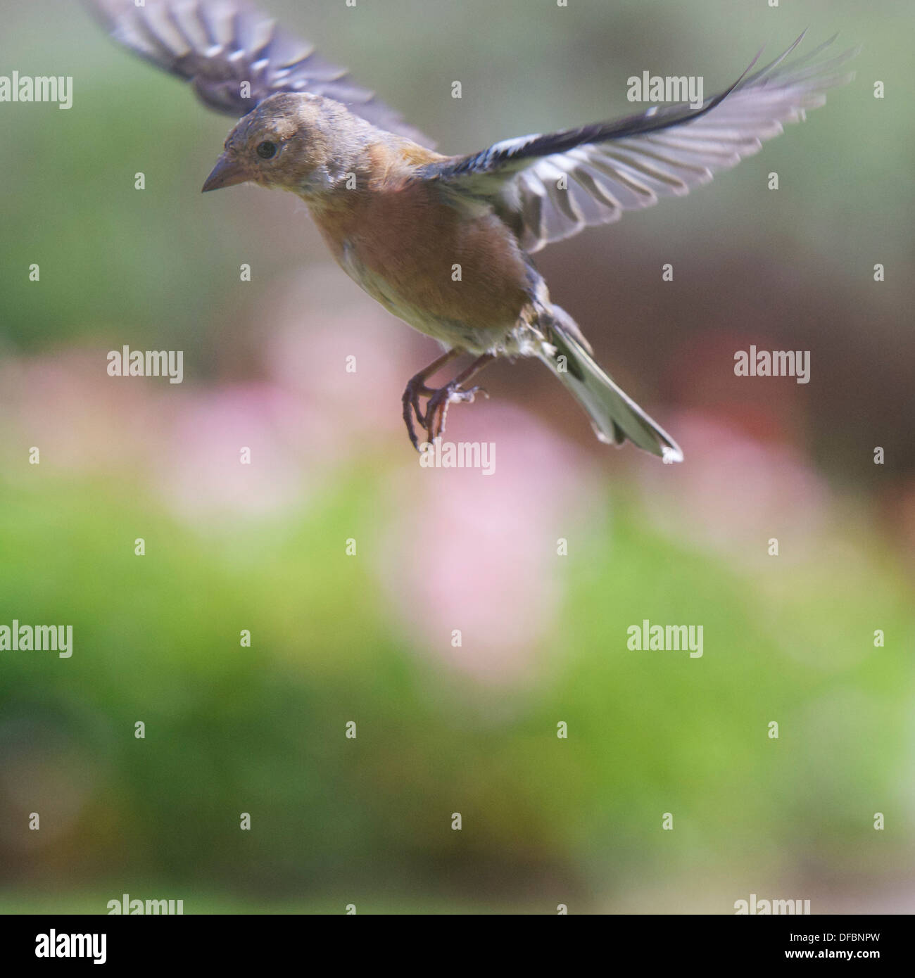 Welsh garden birds: Chaffinch in flight Stock Photo - Alamy