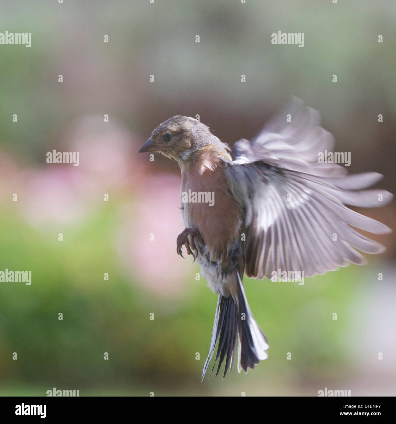 Welsh garden birds: Chaffinch landing Stock Photo - Alamy