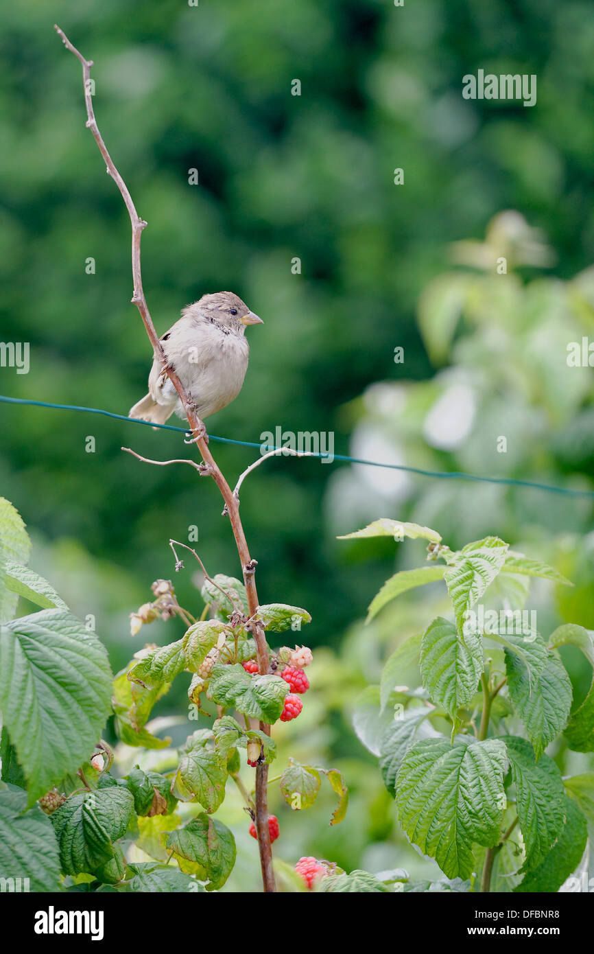 Welsh garden birds Stock Photo - Alamy