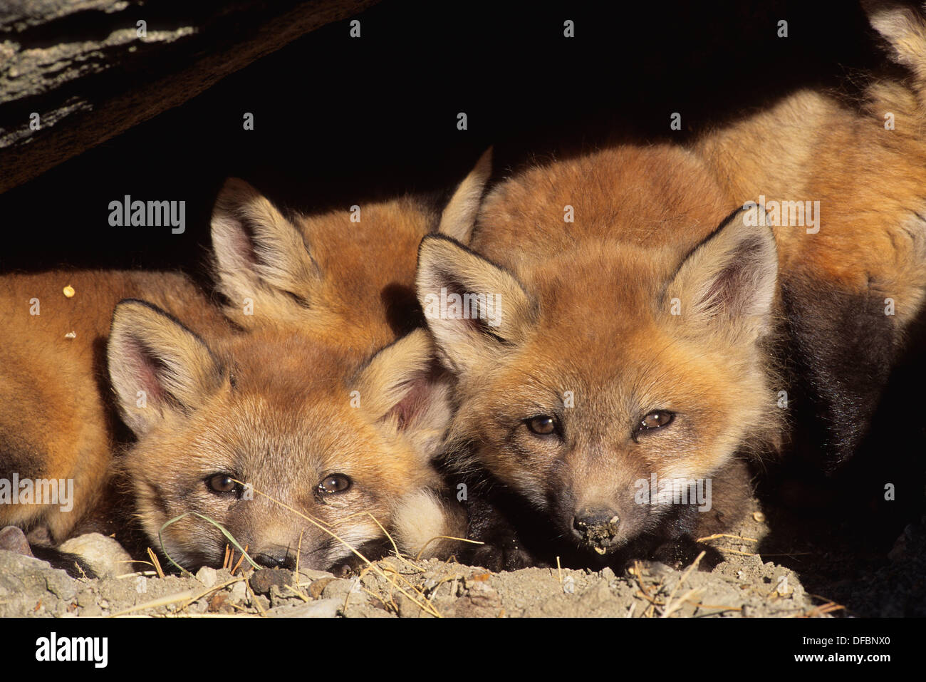 Arctic fox den hi-res stock photography and images - Alamy