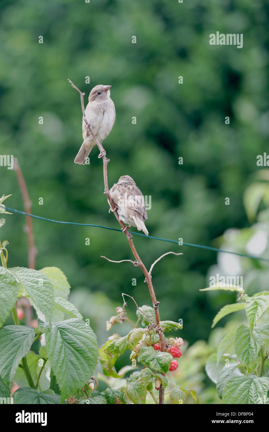 Welsh garden birds Stock Photo - Alamy