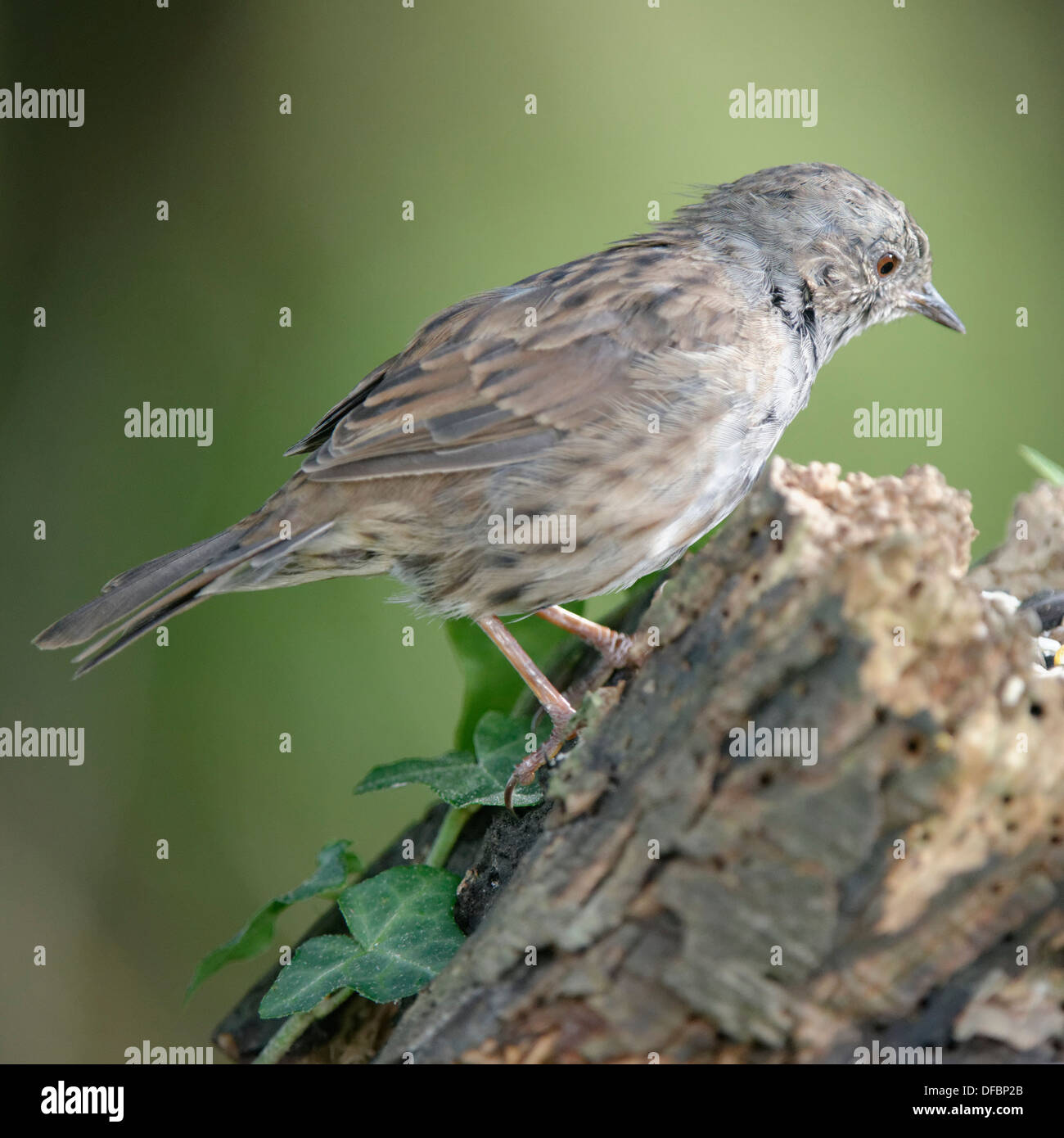 Welsh dunnock hi-res stock photography and images - Alamy
