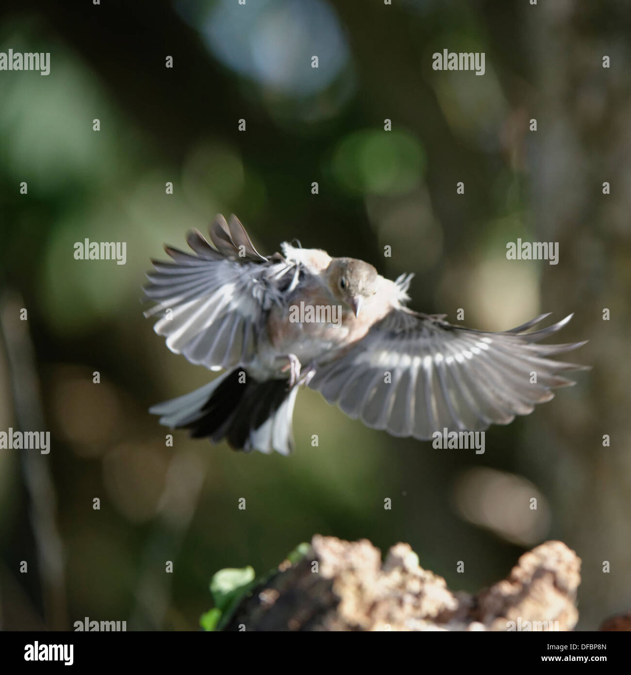 Welsh garden birds: A chaffinch land ing with out stretched wings Stock ...