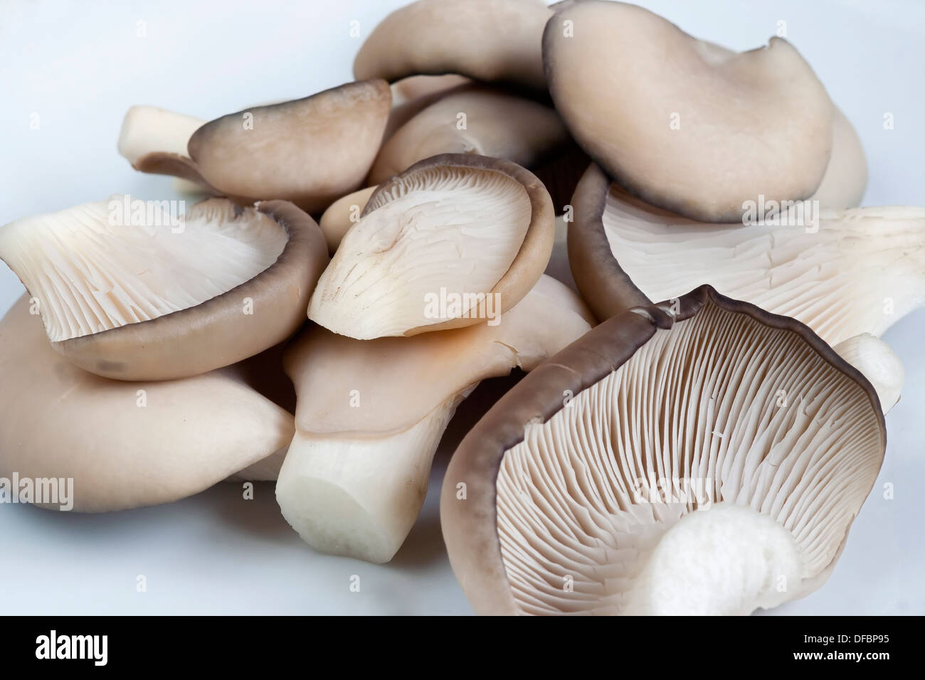 oyster cap mushroom Stock Photo - Alamy