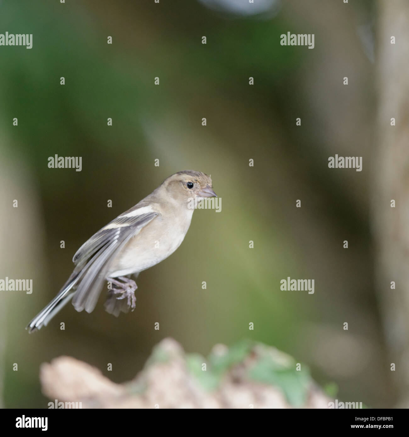 Welsh garden birds: Tree sparrow landing Stock Photo - Alamy