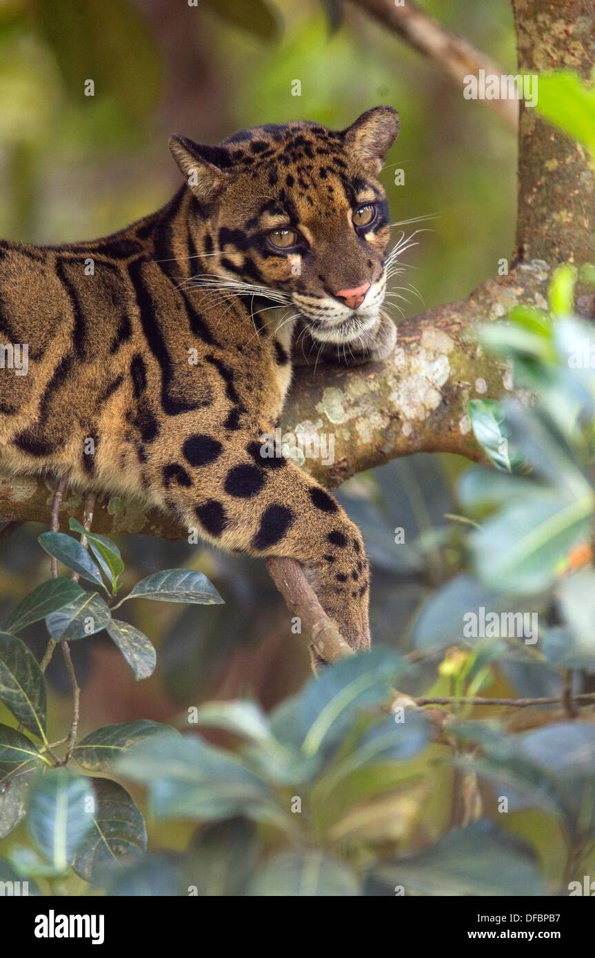 Clouded Leopard India Stock Photos & Clouded Leopard India Stock Images ...