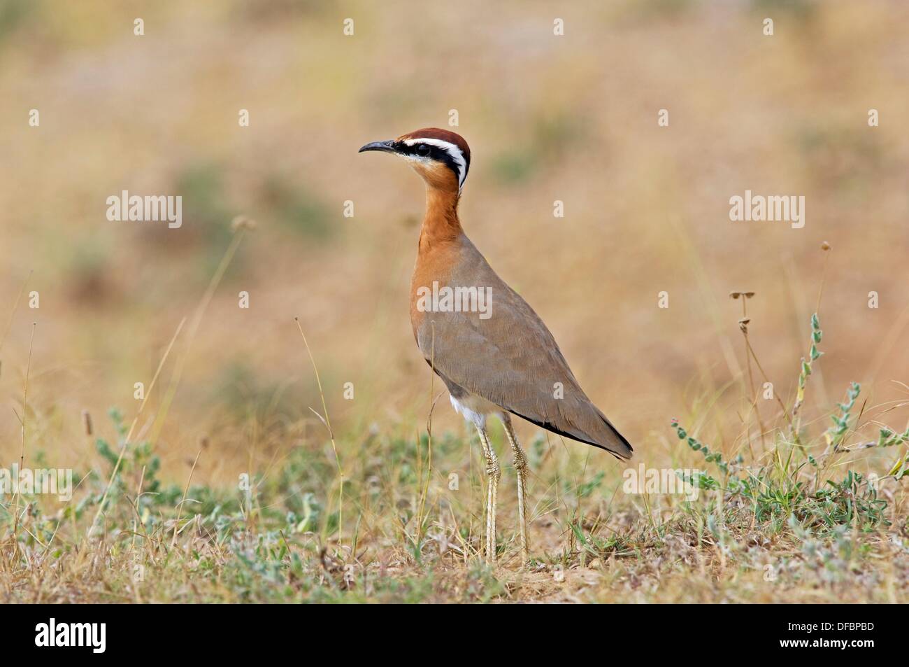 Indian Courser Of India High Resolution Stock Photography and Images ...