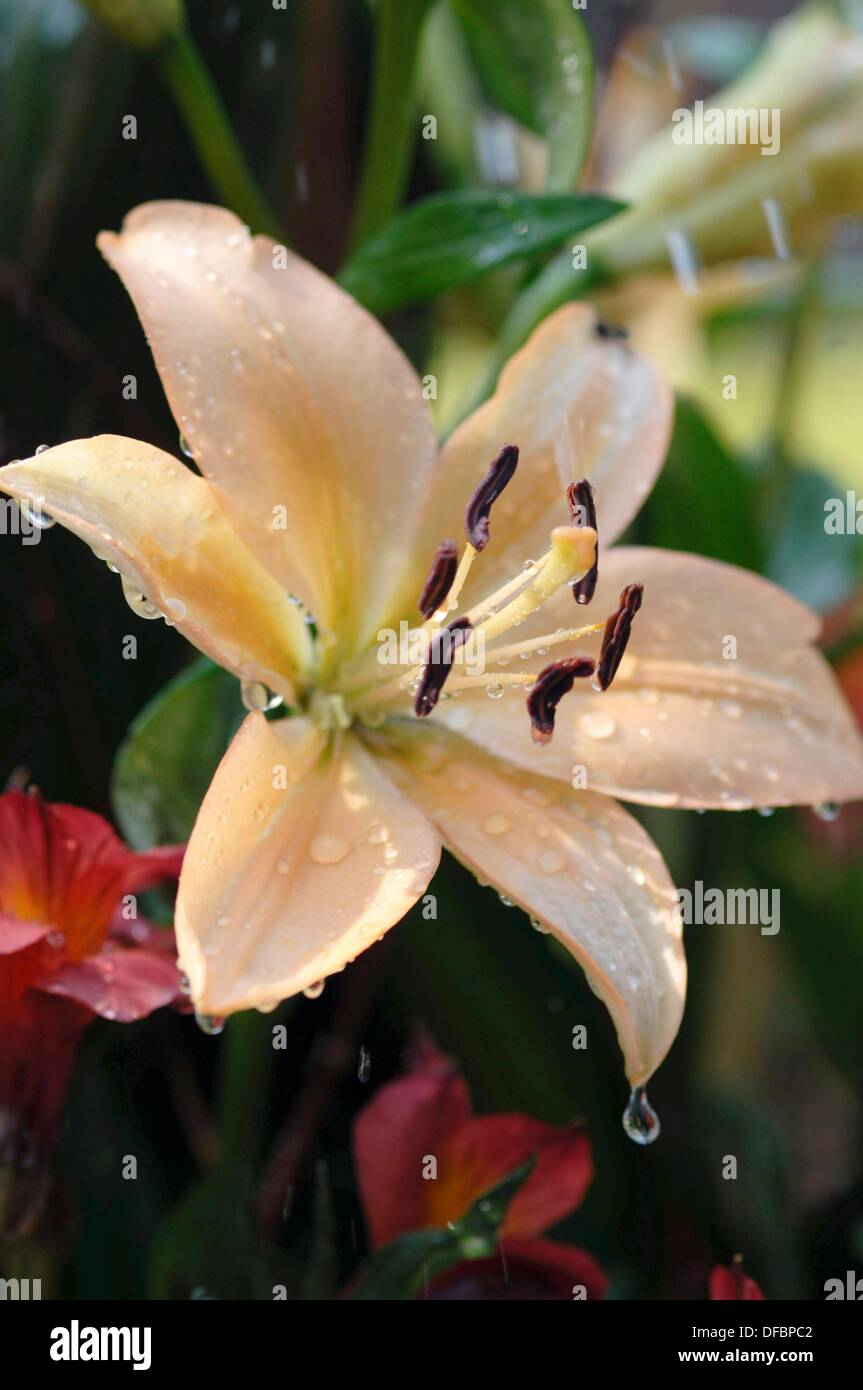Liliaceas Stock Photos & Liliaceas Stock Images - Alamy