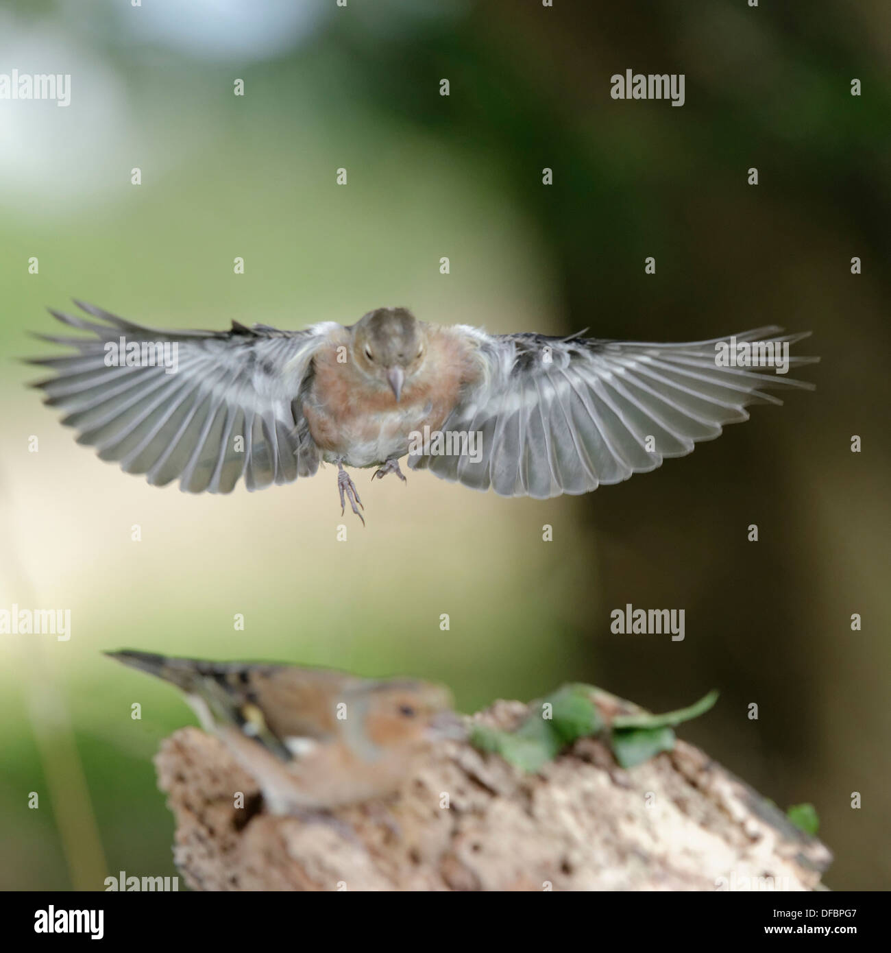 Welsh garden birds: chaffinch landing Stock Photo - Alamy