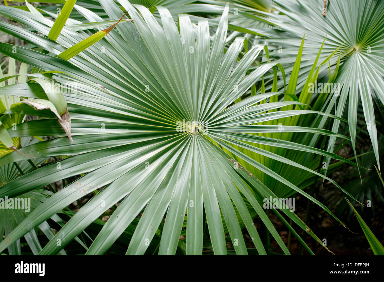 Sabal Sp High Resolution Stock Photography and Images - Alamy