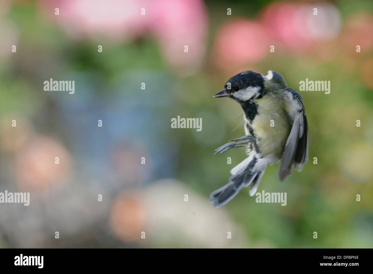Welsh garden birds Stock Photo - Alamy