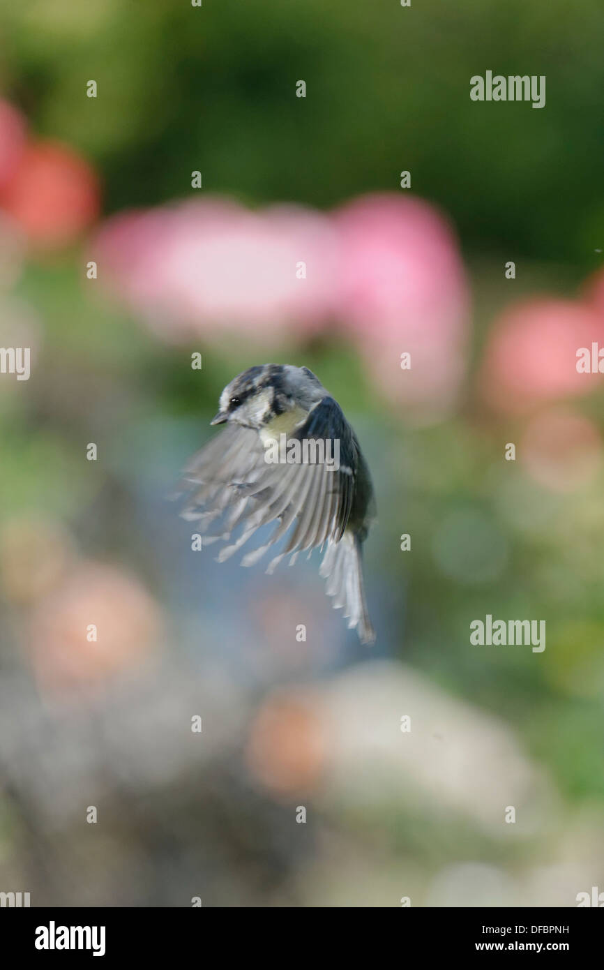 Welsh garden birds: blue tit landing Stock Photo - Alamy