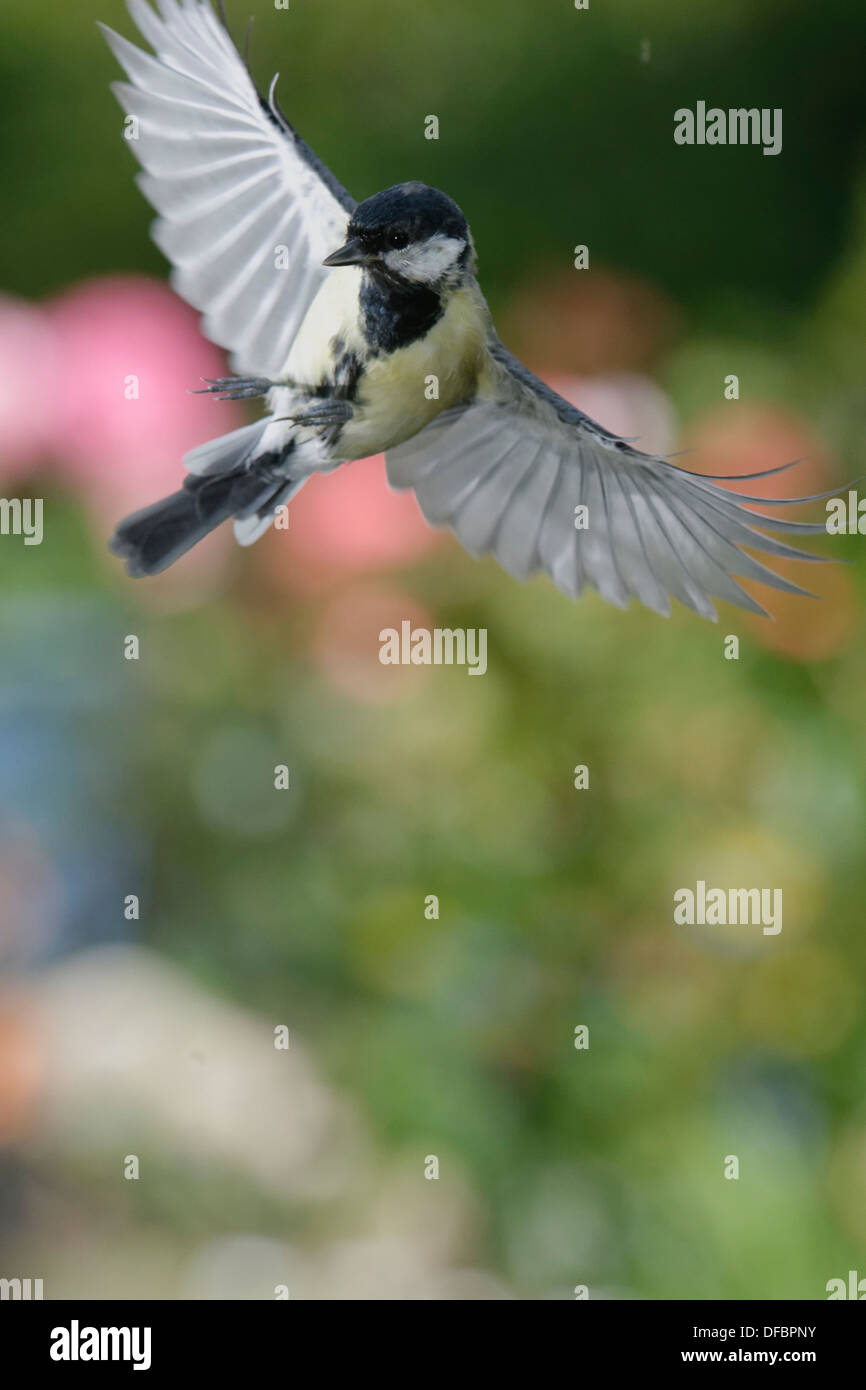 Welsh garden birds Stock Photo - Alamy
