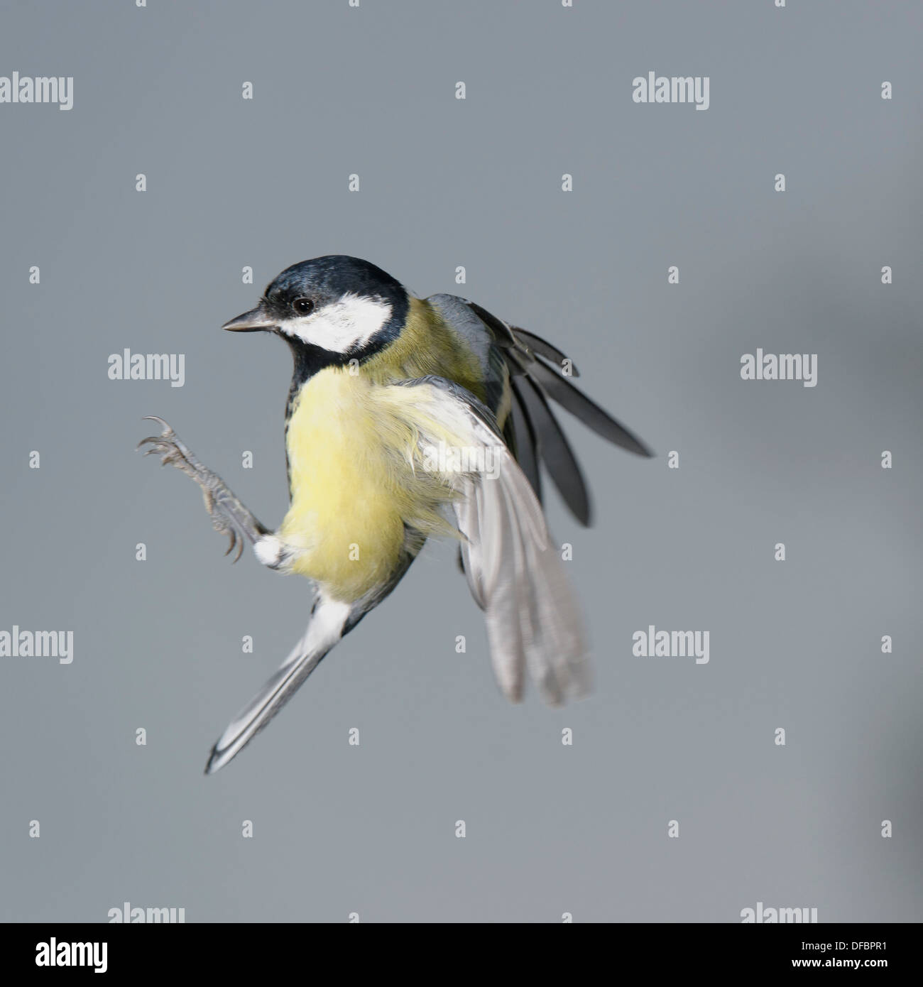 Welsh garden birds Stock Photo - Alamy