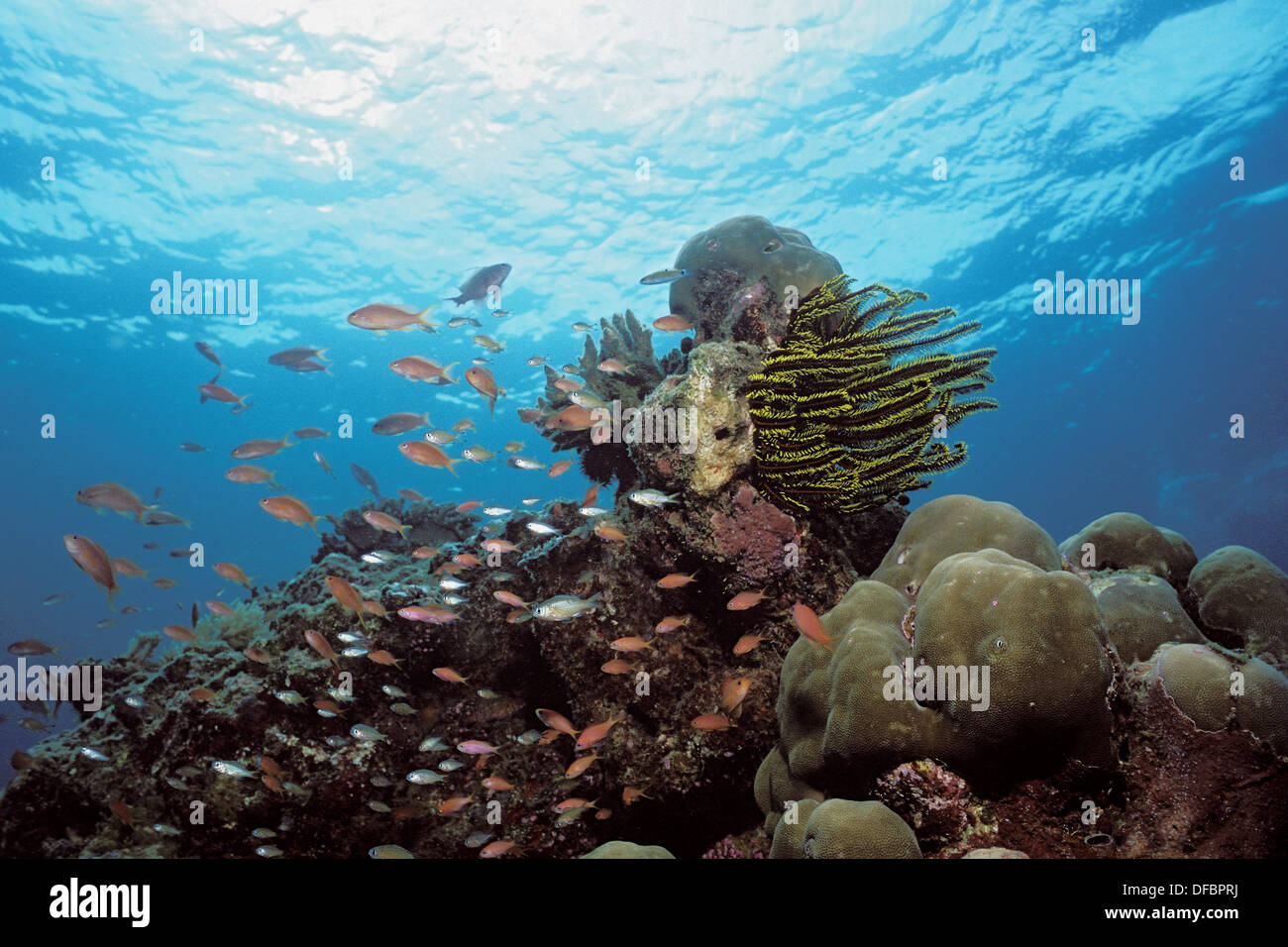 Papua New Guinea, West New Britain, healthy reef system Stock Photo - Alamy