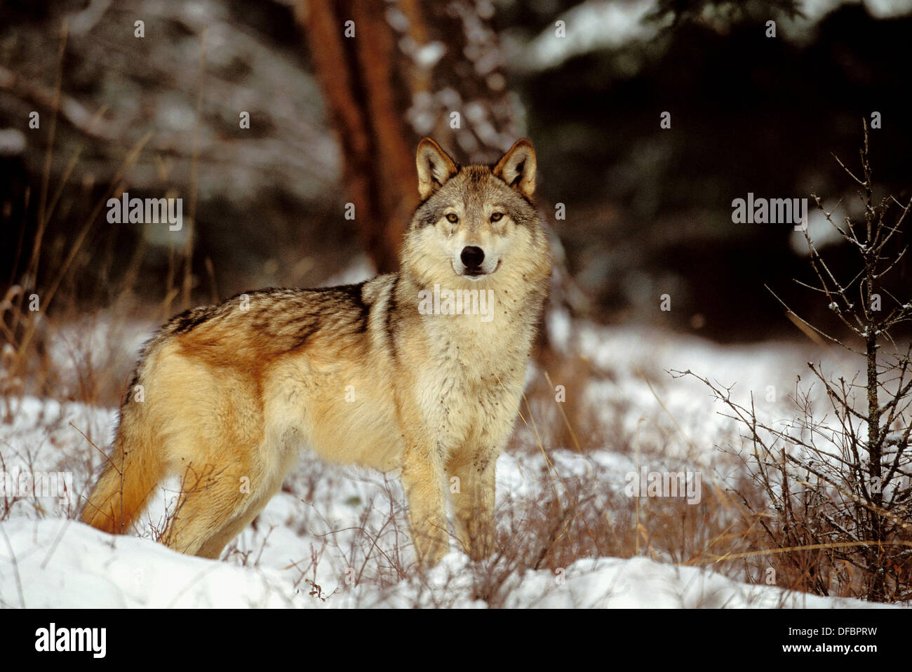 Eastern Grey Wolf High Resolution Stock Photography and Images - Alamy