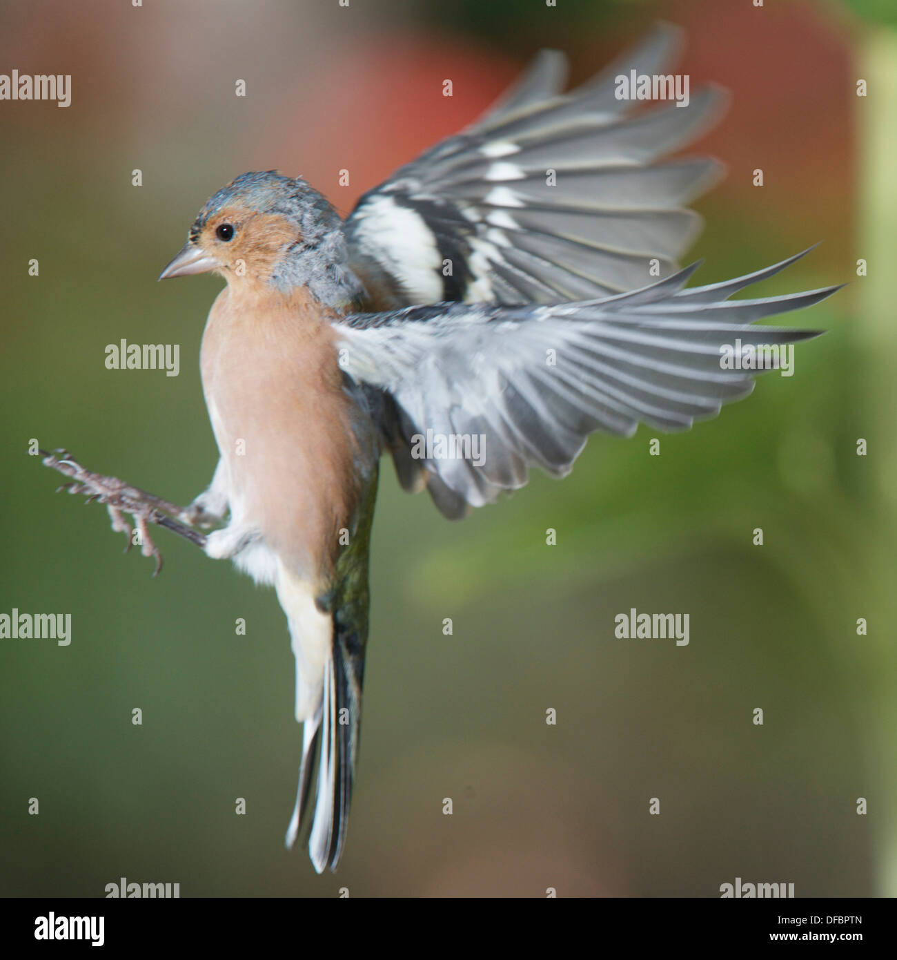 Welsh garden birds: A chaffinch landing on a feeder Stock Photo - Alamy