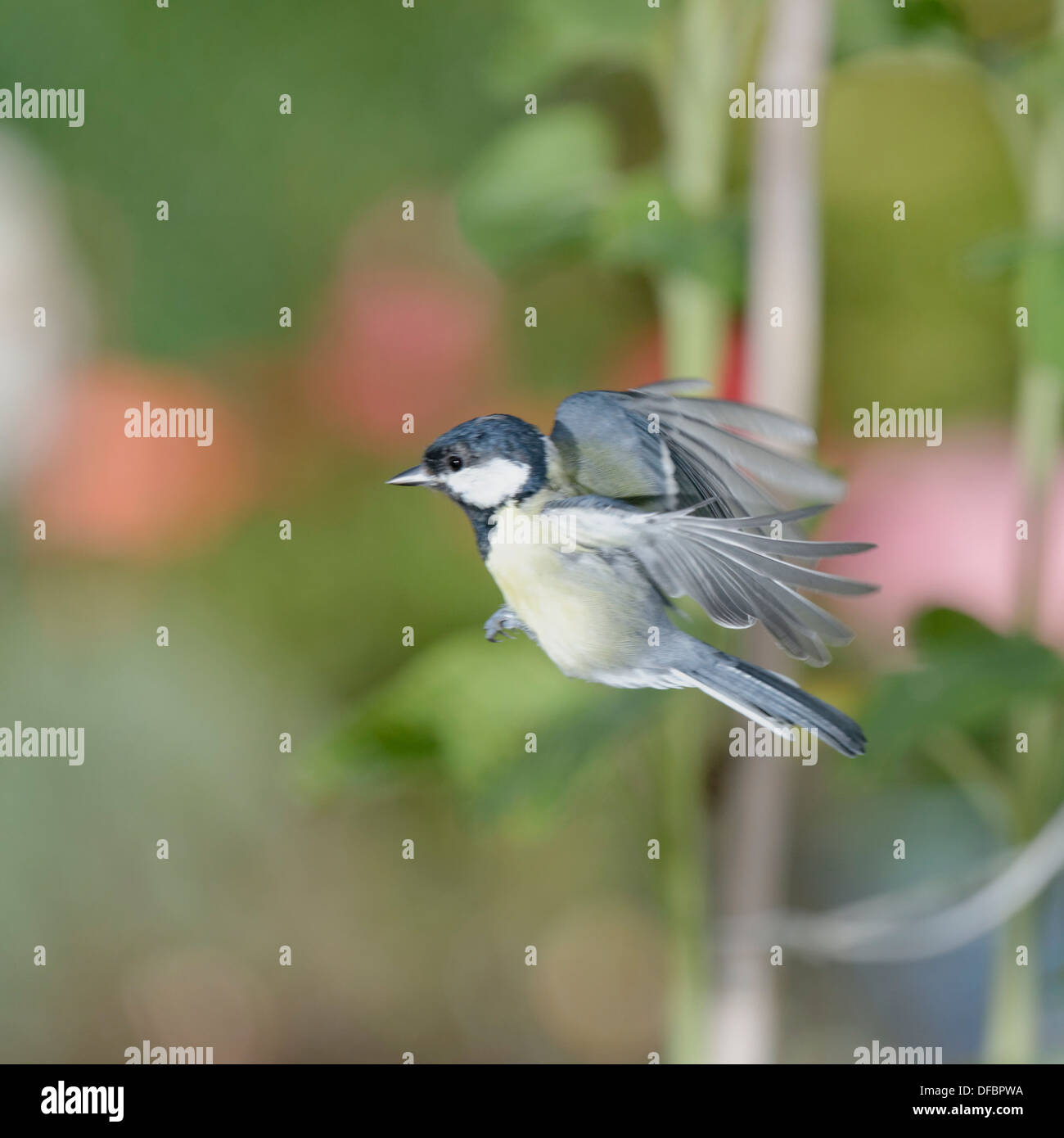 Welsh garden birds Stock Photo - Alamy