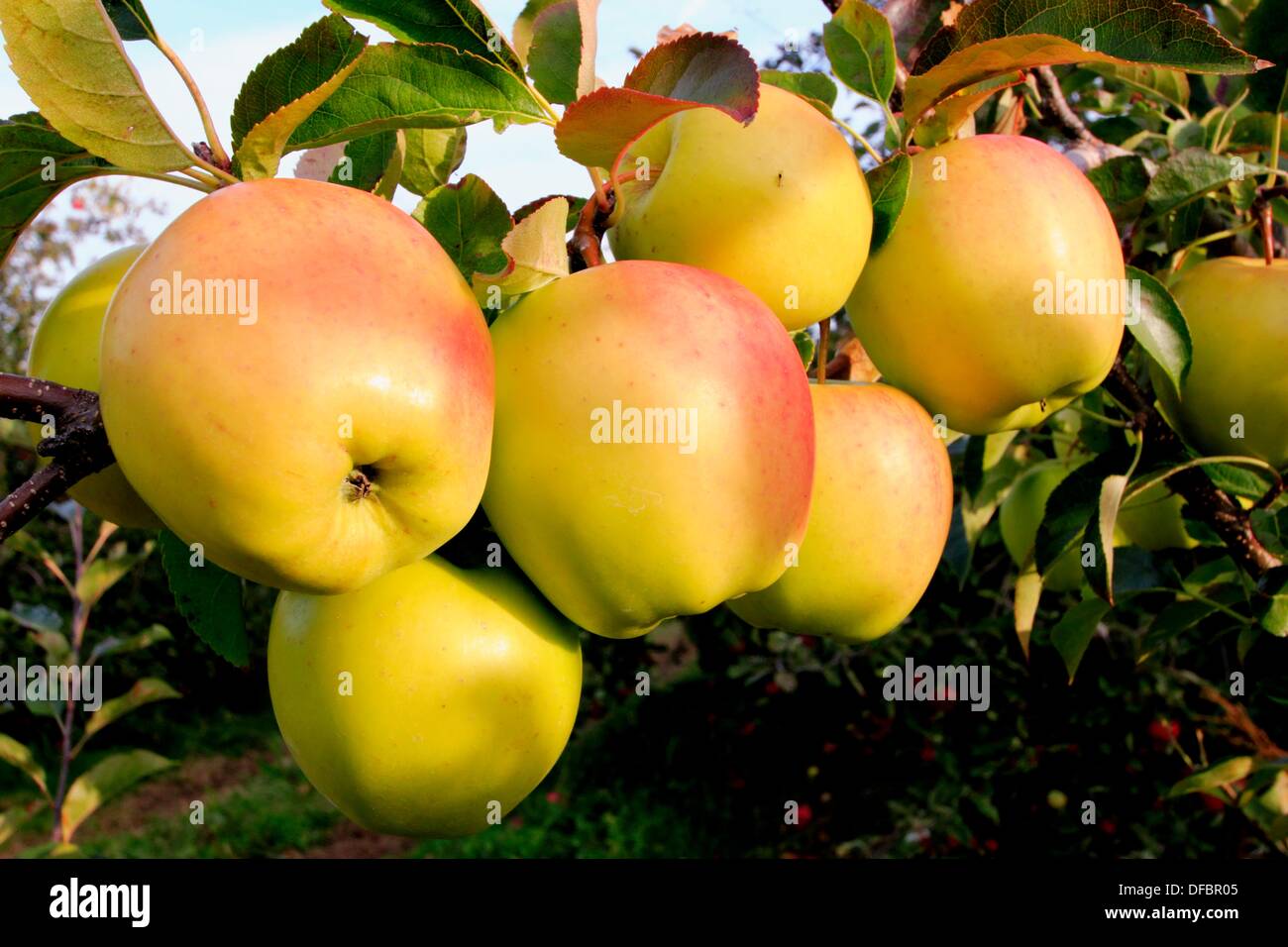 Golden Delicious Apple Tree High Resolution Stock Photography and ...