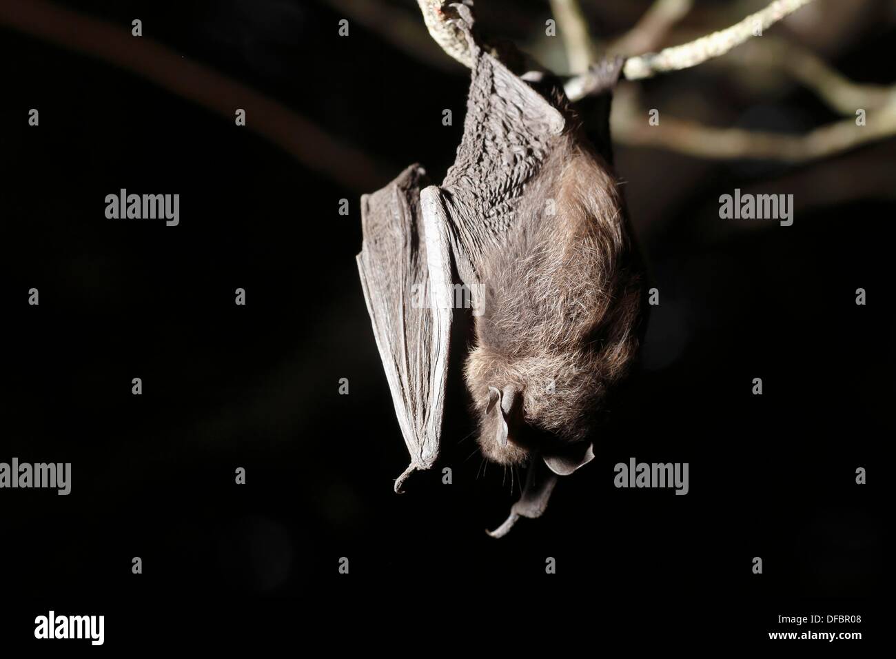 Myotis lucifugus hi-res stock photography and images - Alamy