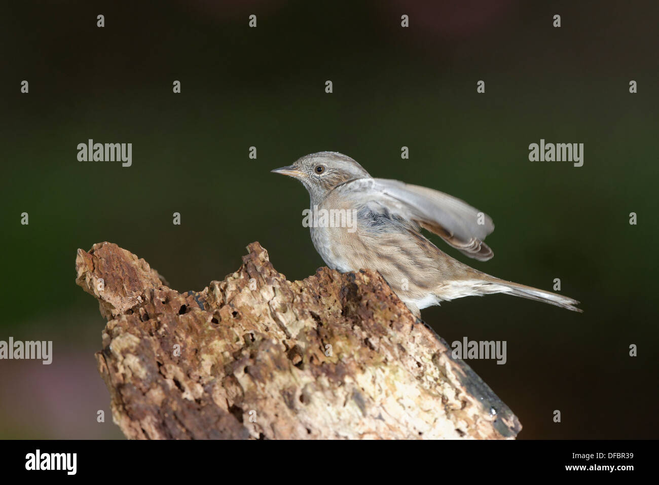 Welsh garden birds Stock Photo - Alamy