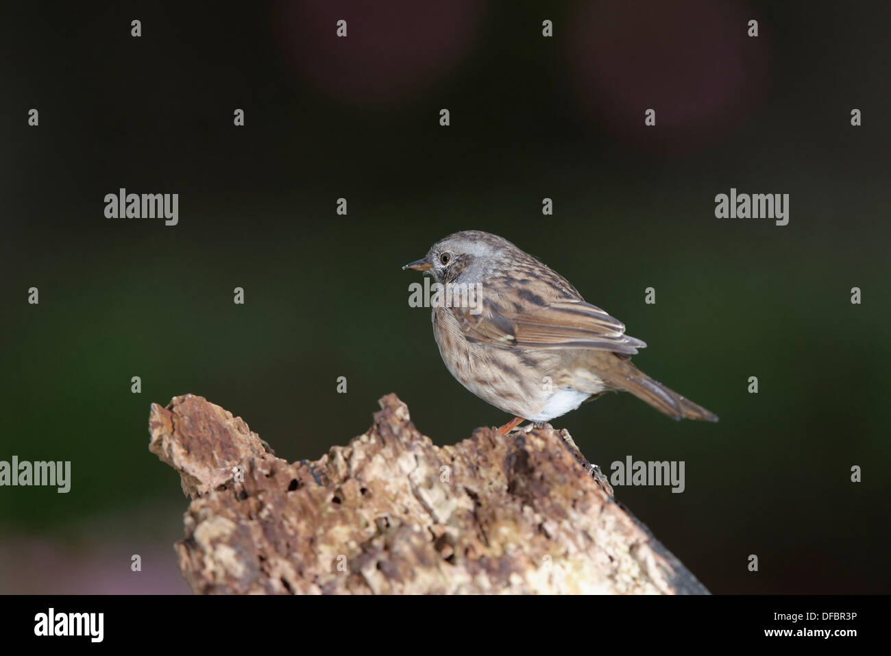 Welsh garden birds Stock Photo - Alamy
