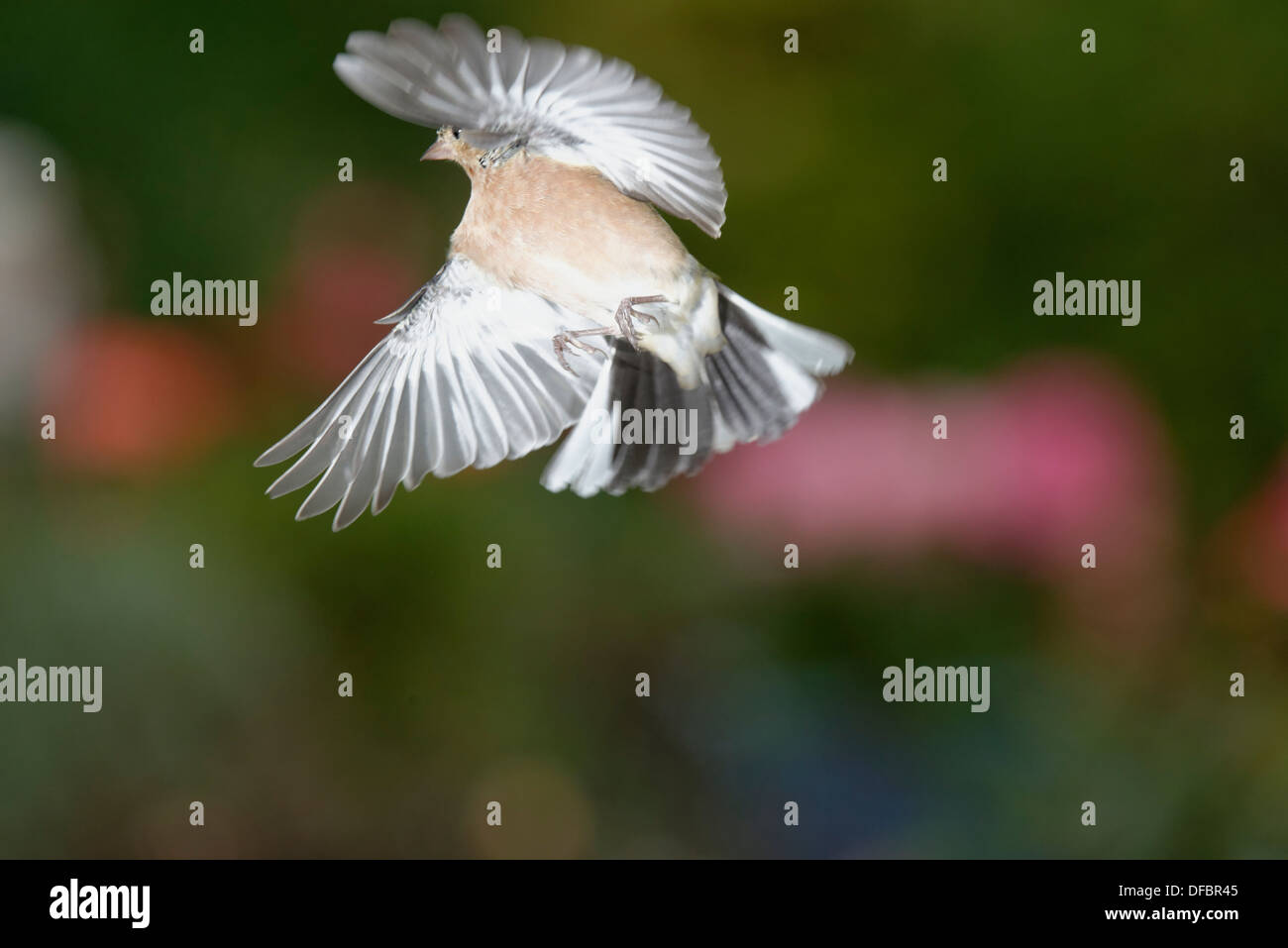 Welsh garden birds Stock Photo - Alamy
