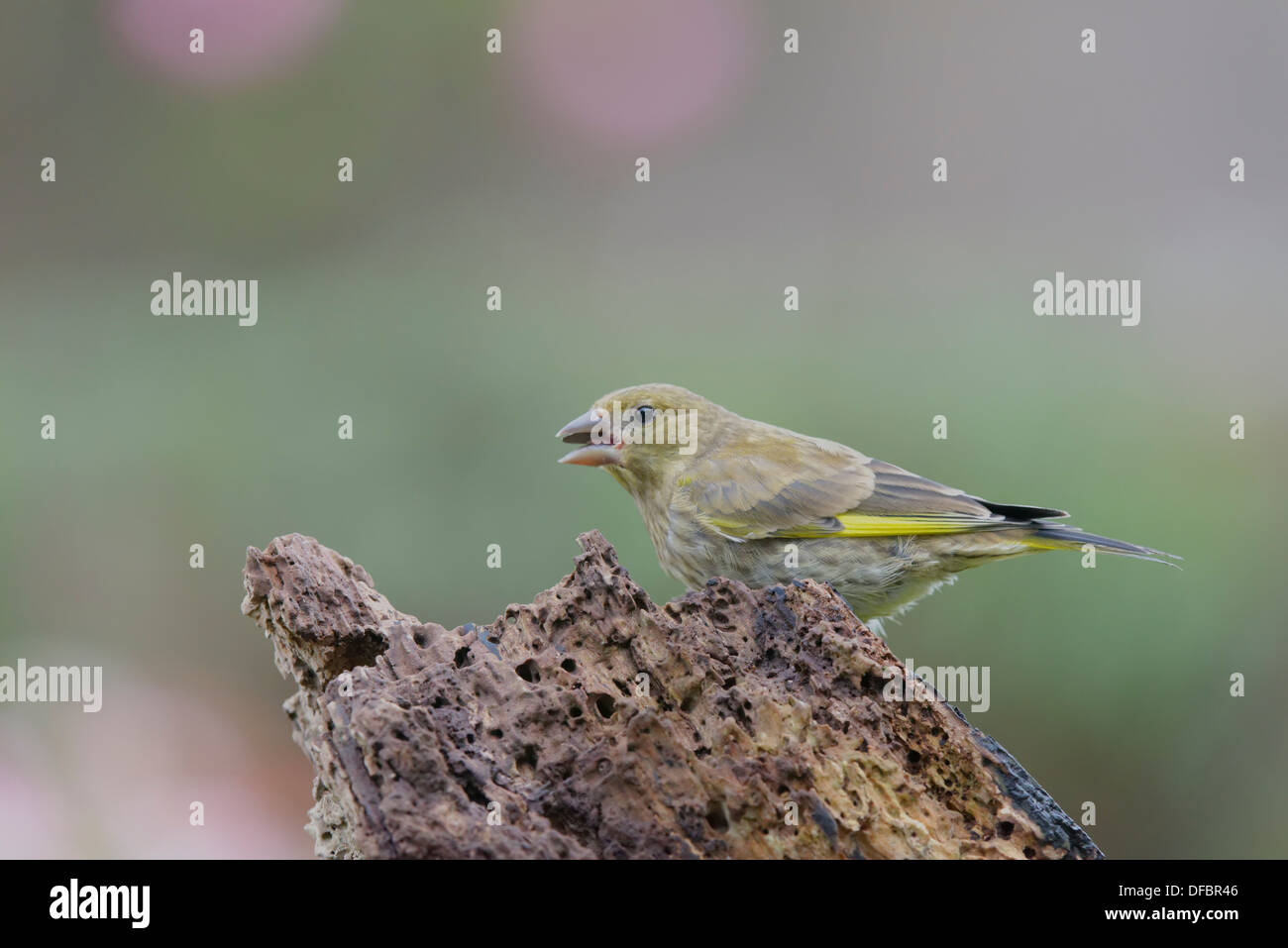 Welsh garden birds: Perched greenfinch Stock Photo - Alamy