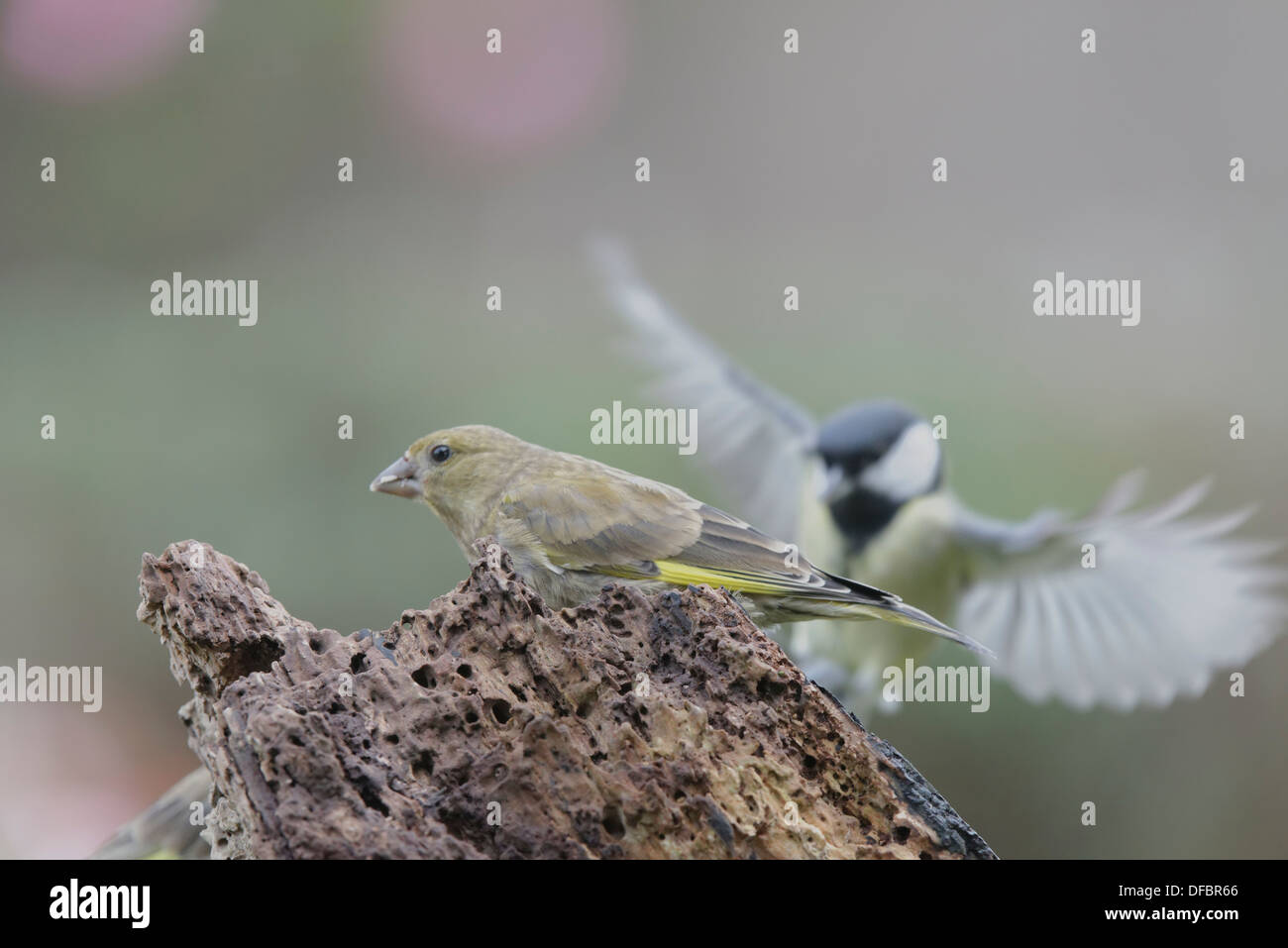 Welsh garden birds: Perched greenfinch with great ti in flight about to ...