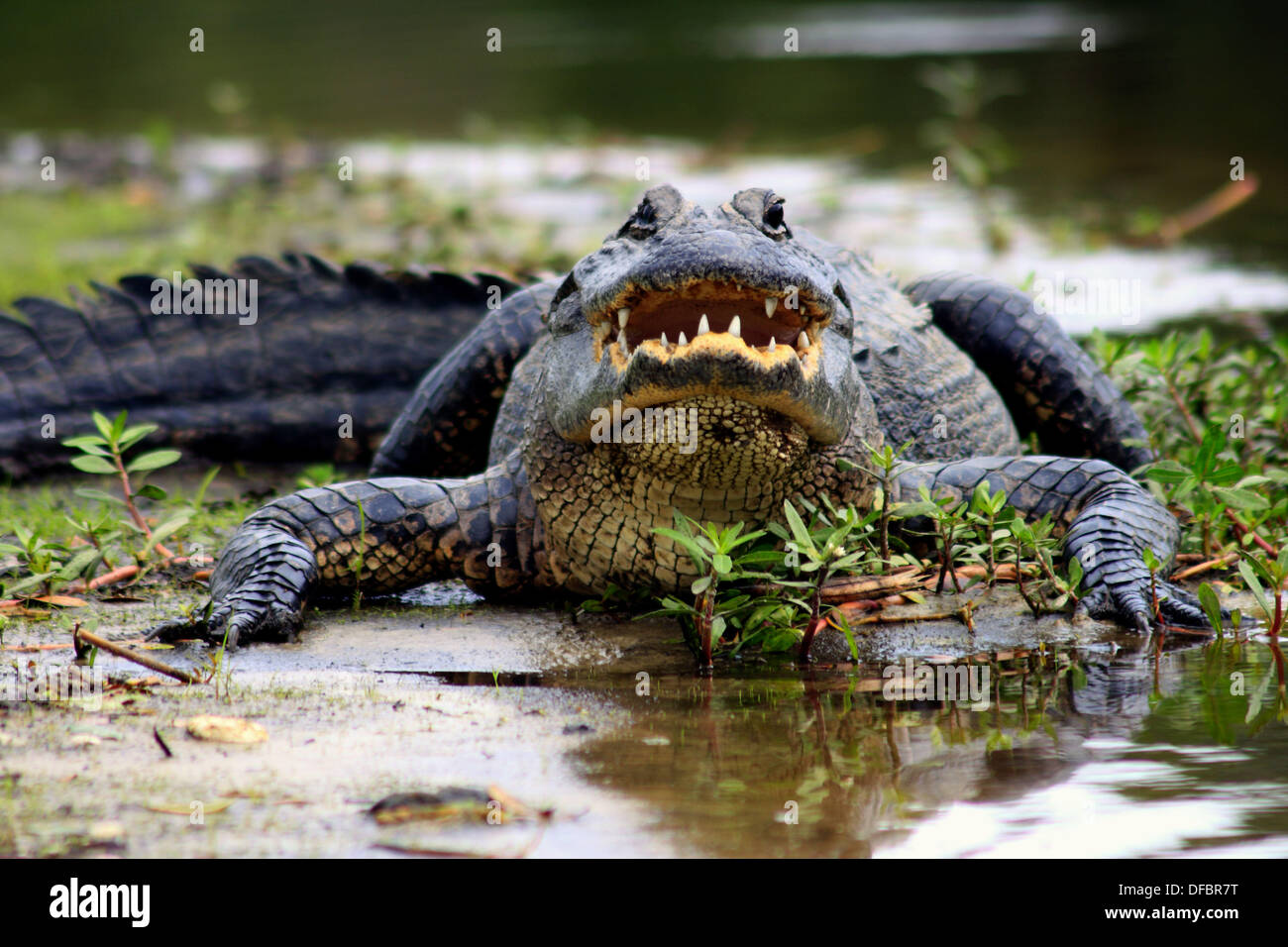 Alligator with open mouth hi-res stock photography and images - Alamy
