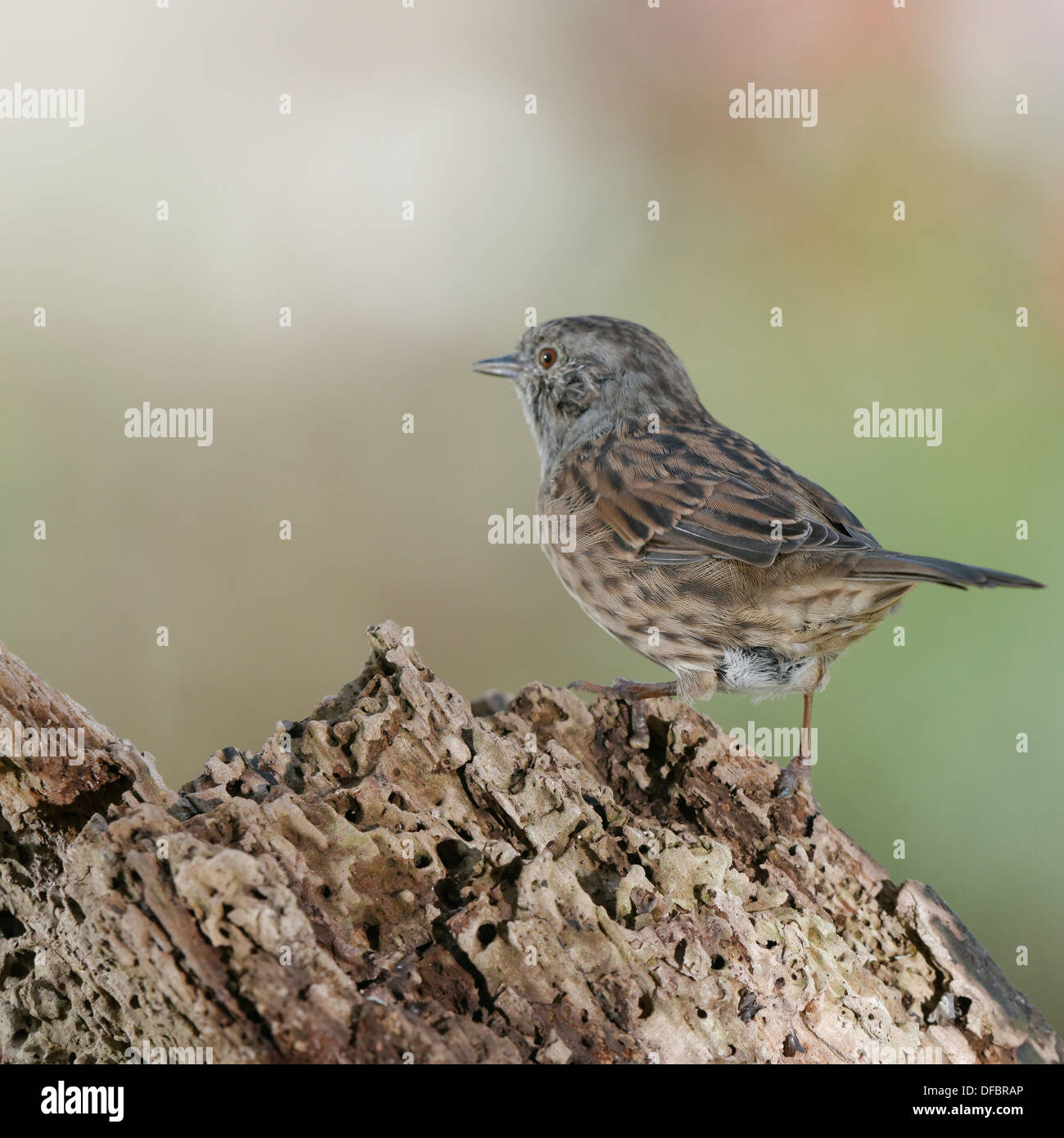 Welsh garden birds Stock Photo - Alamy