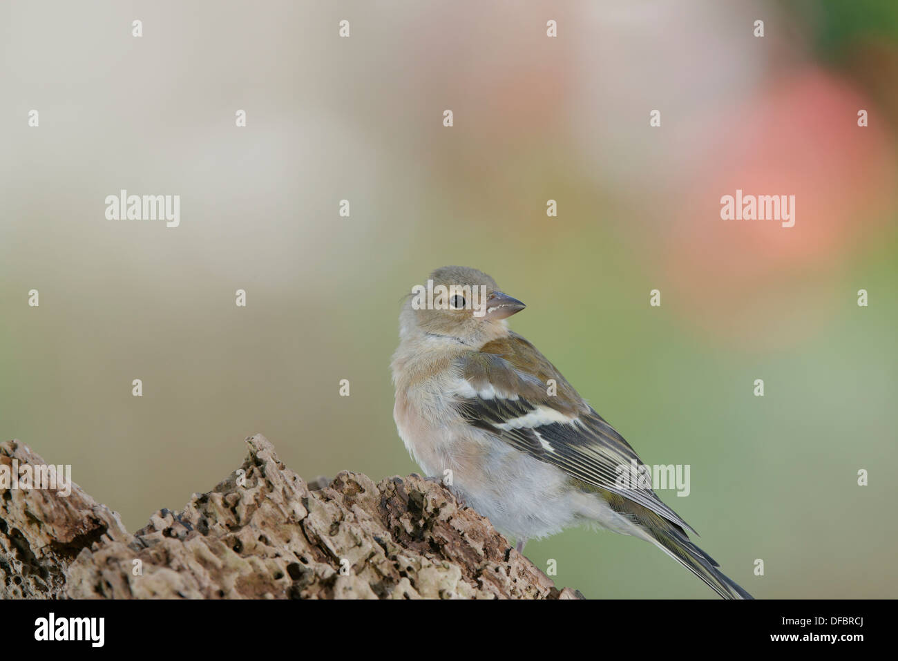 Welsh garden birds Stock Photo - Alamy