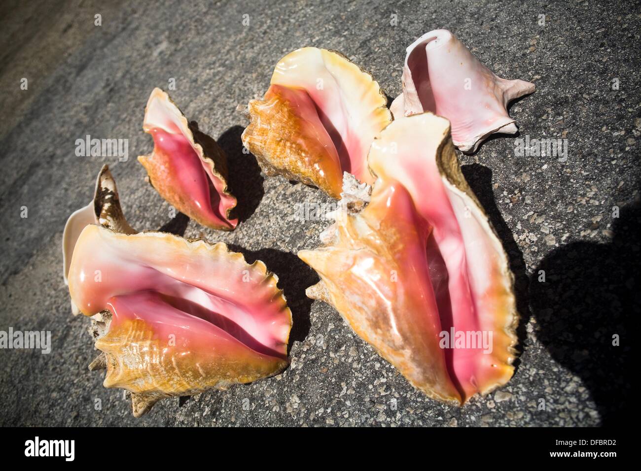 Caribbean snail hi-res stock photography and images - Alamy