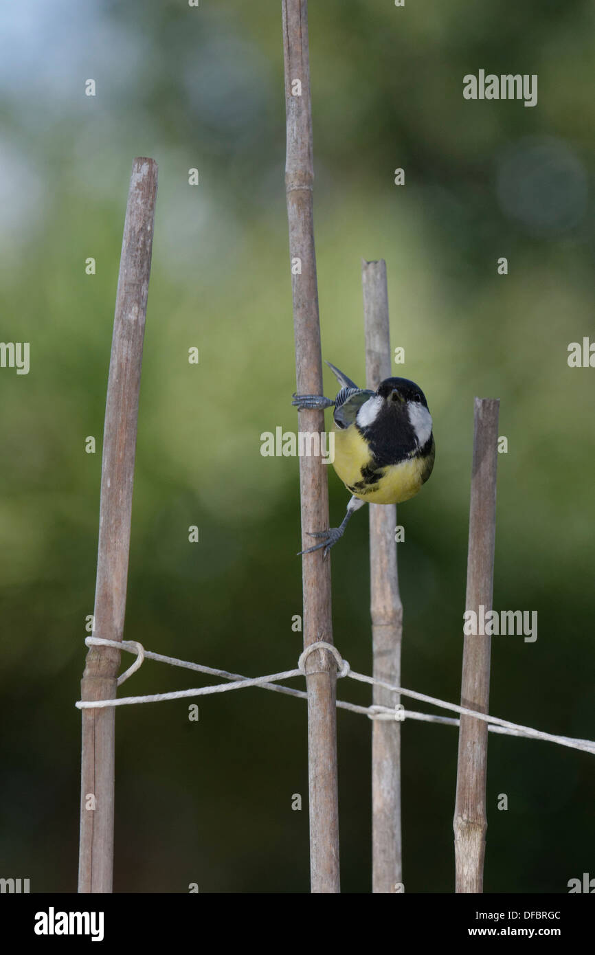 Welsh garden birds Stock Photo - Alamy