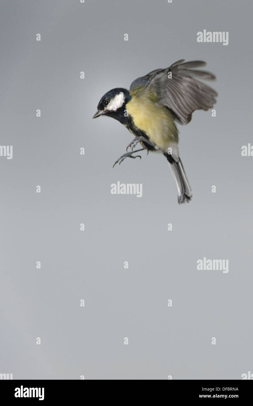 Welsh garden birds Stock Photo - Alamy