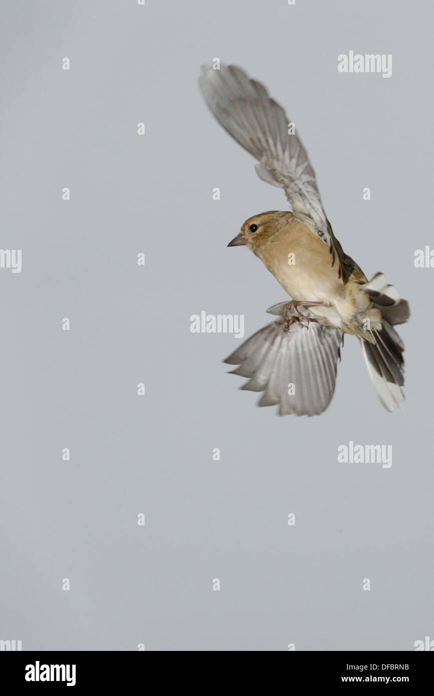 Welsh garden birds Stock Photo - Alamy