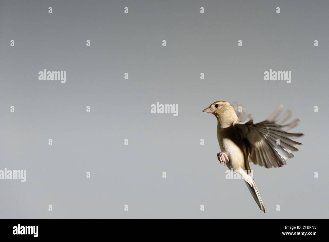 Welsh garden birds Stock Photo - Alamy