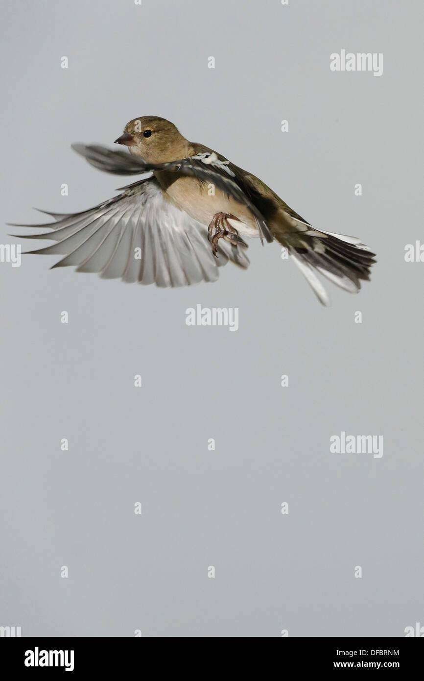 Welsh garden birds Stock Photo - Alamy