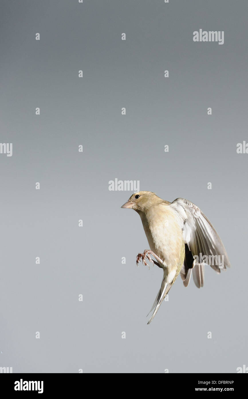 Welsh garden birds Stock Photo - Alamy