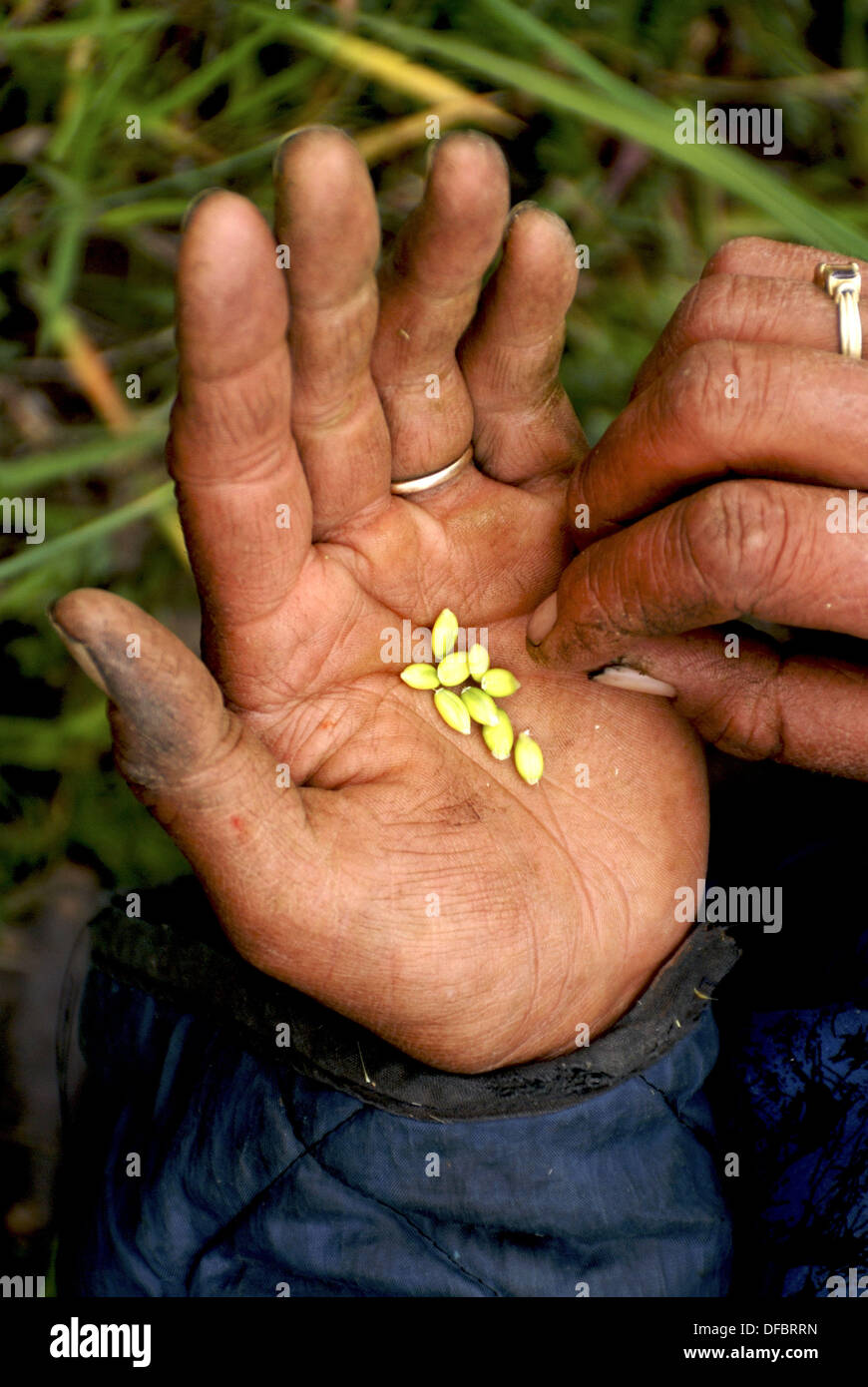 Farmer farmers busy working hi-res stock photography and images - Alamy
