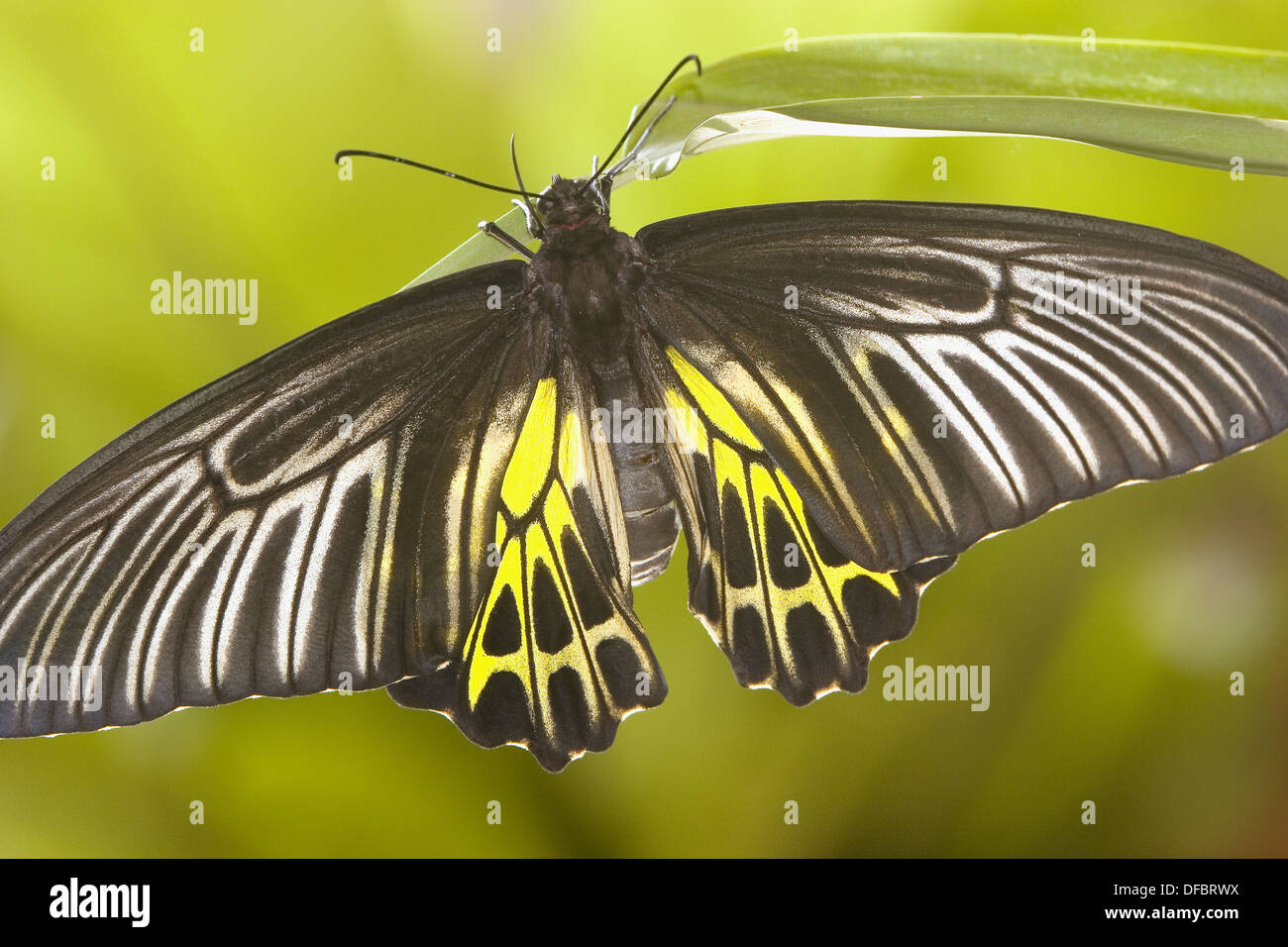 Golden Birdwing Butterfly High Resolution Stock Photography and Images ...